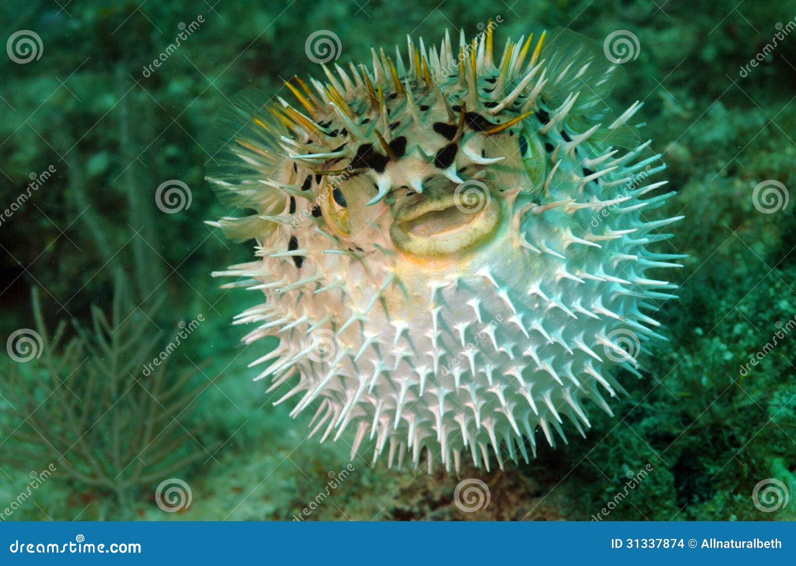 Puffed Up Blowfish Swimming Underwater in the Ocean Stock Photo - Image ...