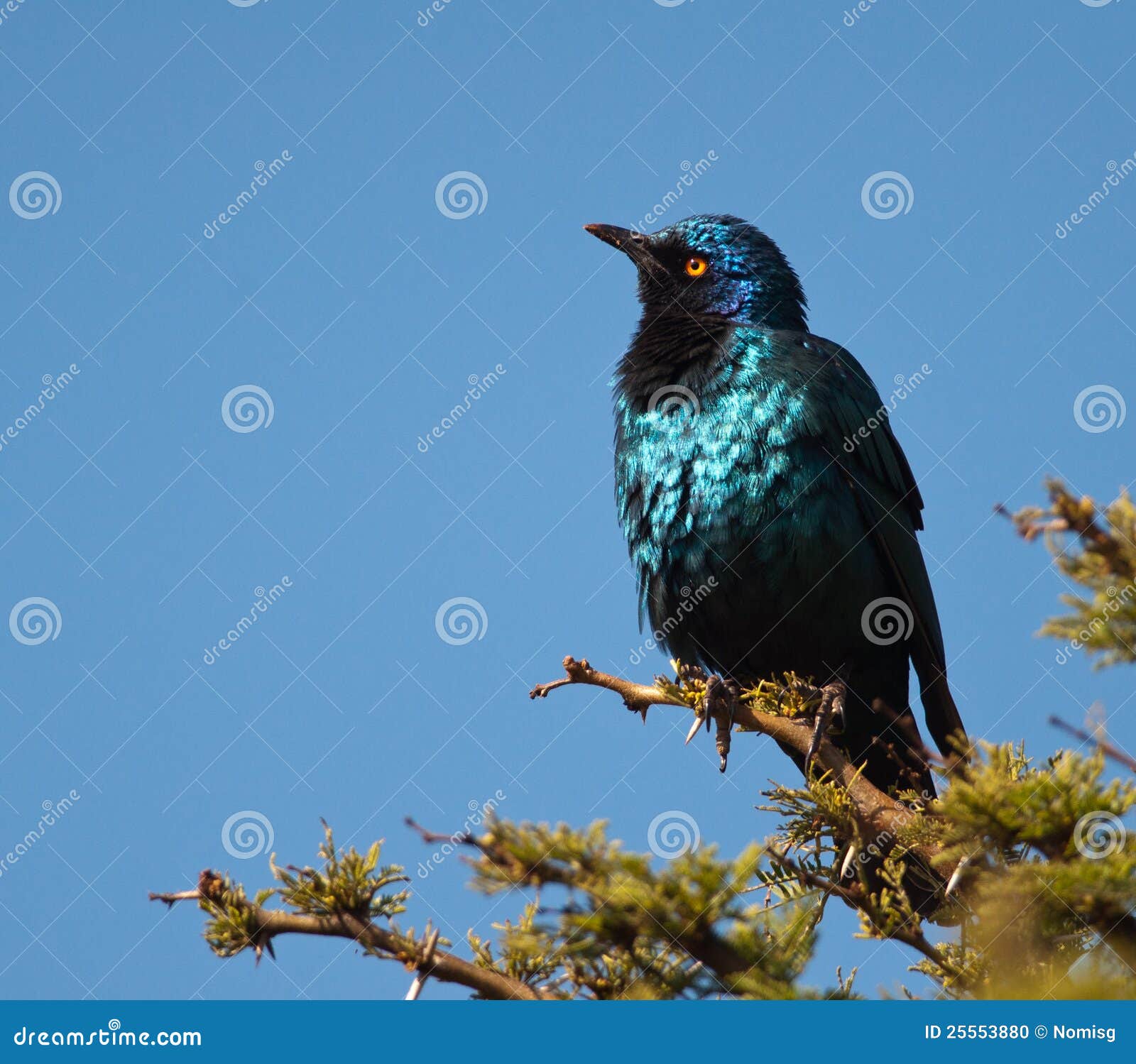 Puffed-up Cape Starling with Inquisitive Look Stock Photo - Image of ...