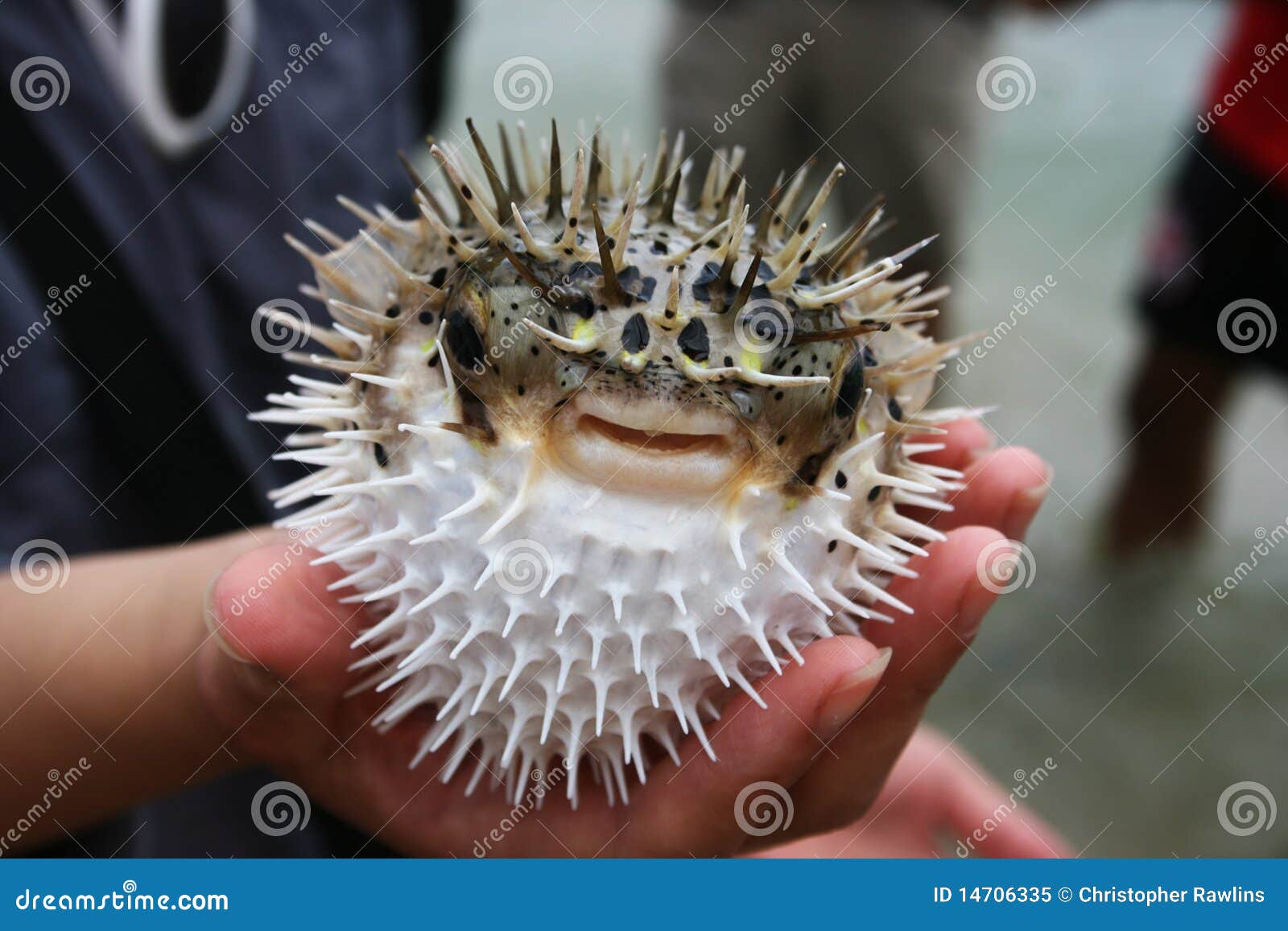 Puffed Up Fish stock image. Image of animal, comical - 14706335