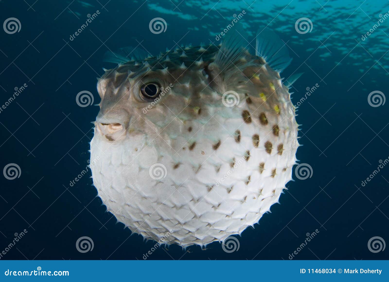 A Puffed Up Porcupinefish (Diodon Hystrix) Stock Photo - Image of ...