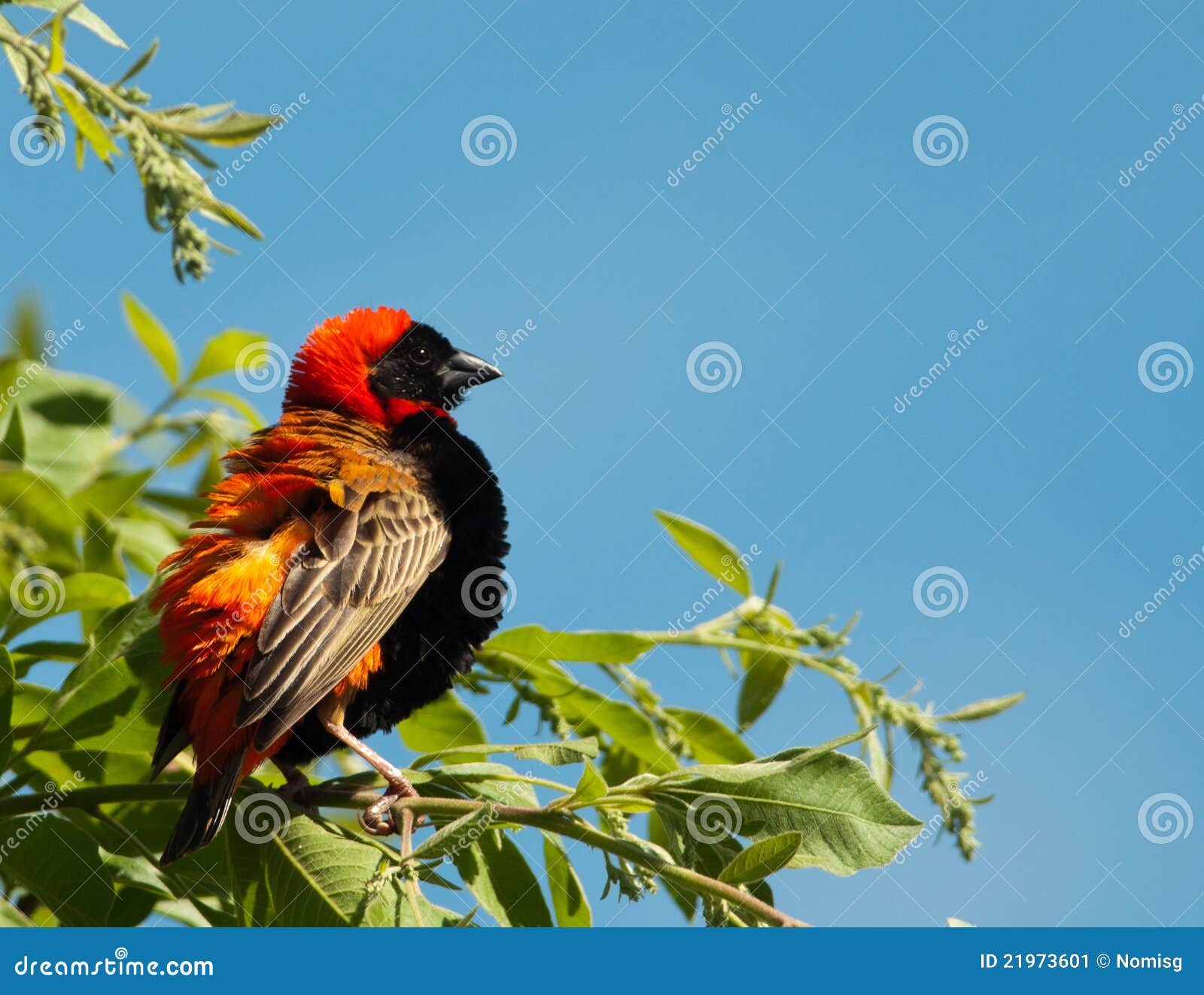 Puffed up red Bishop bird stock image. Image of tree - 21973601