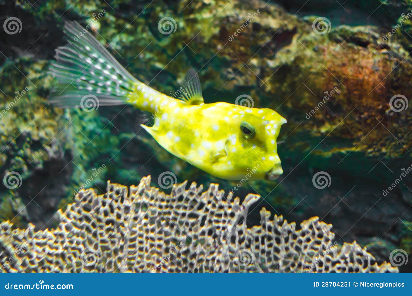Puffed Up Puffer Fish Royalty-Free Stock Photo | CartoonDealer.com ...