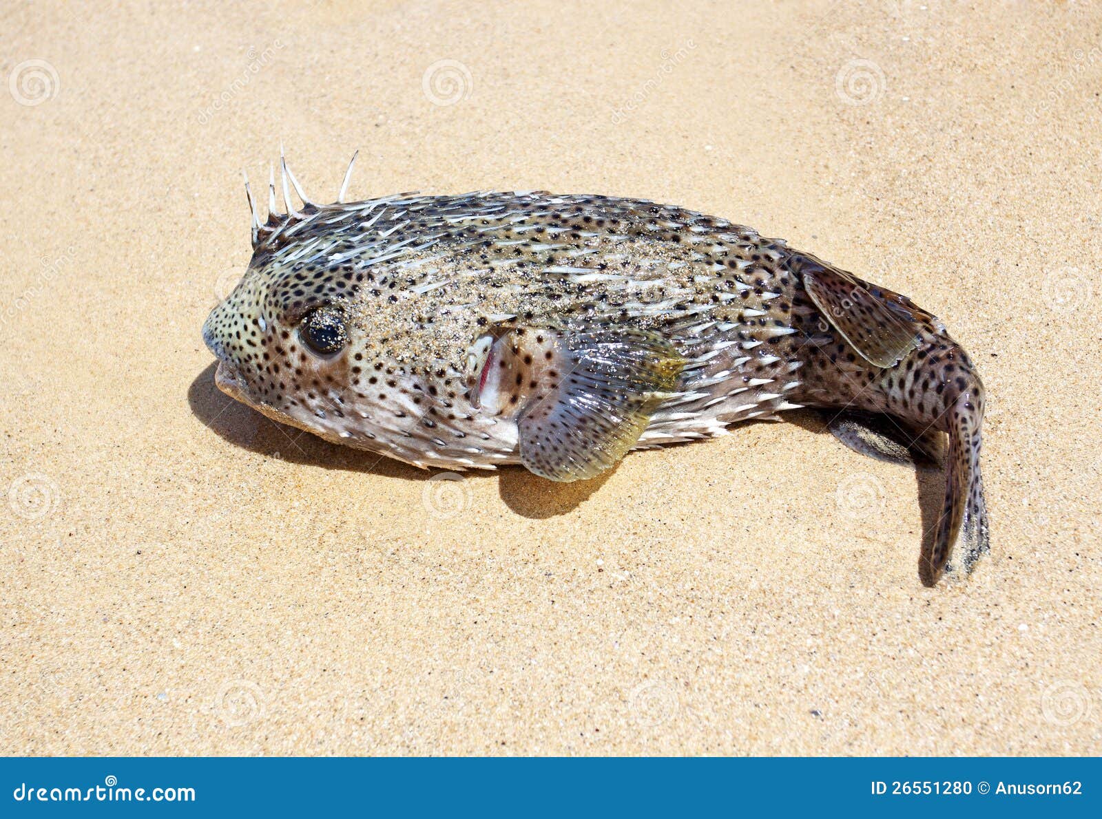 Puffer on the beach stock photo. Image of exotic, angry - 26551280