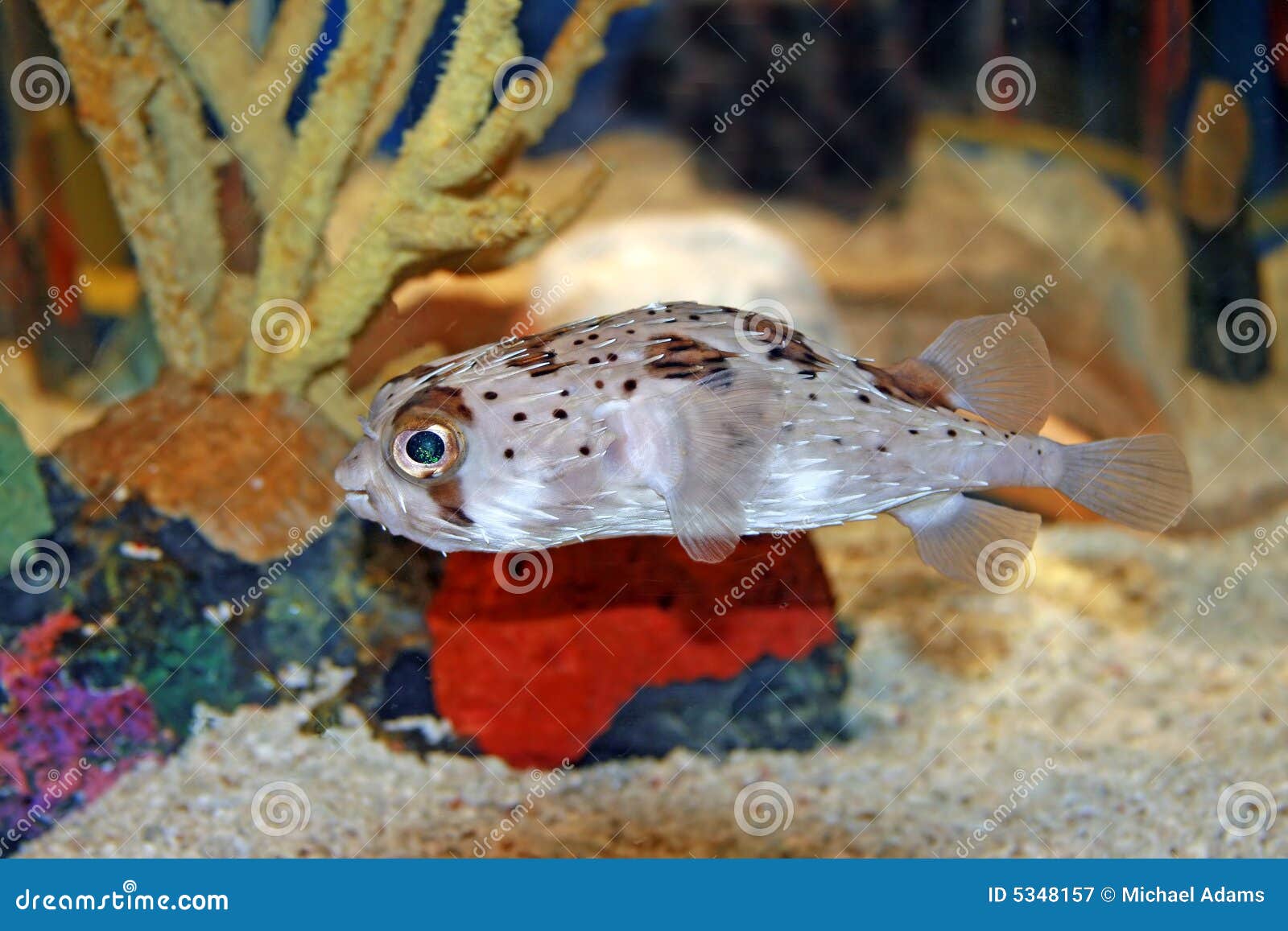 Puffer Blowfish stock image. Image of life, marine, toadies - 5348157