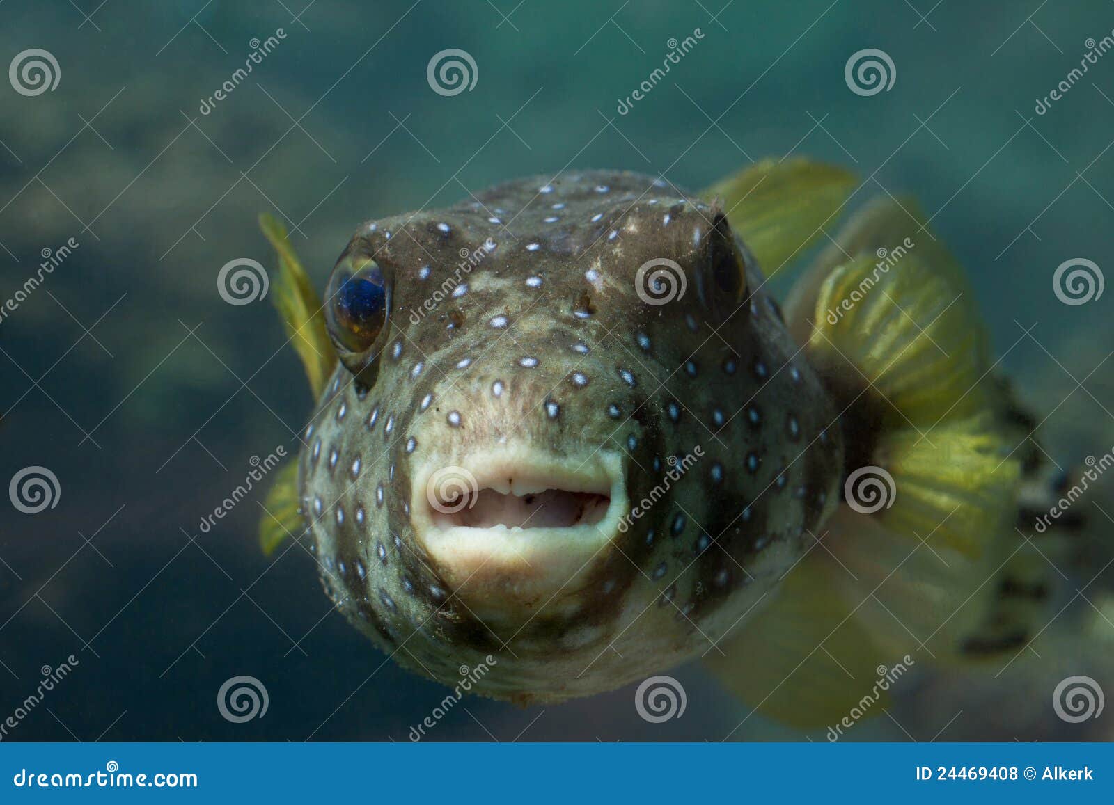 Puffer-Fische stockfoto. Bild von hawaii, öffnung, lustig - 24469408