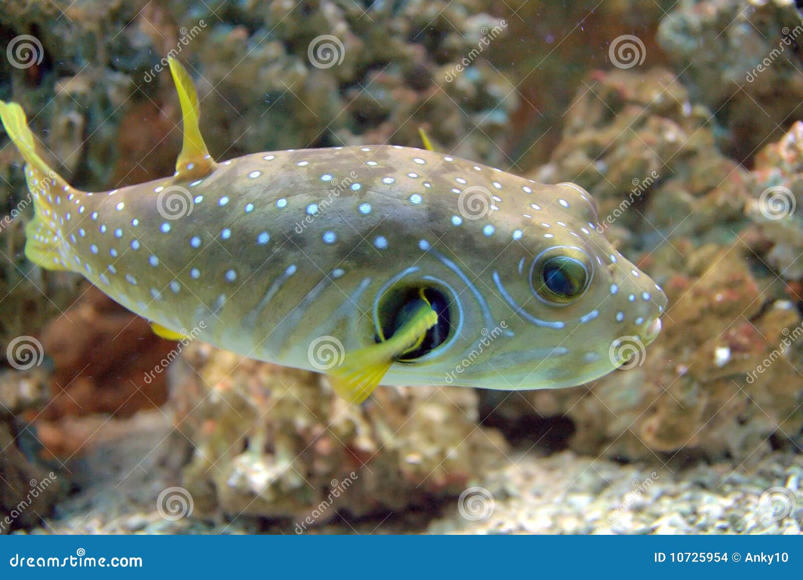 Puffer Fish stock photo. Image of finned, colour, sponges - 10725954