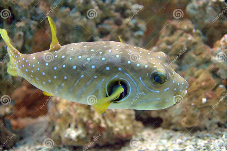 Puffer Fish stock photo. Image of finned, colour, sponges - 10725954