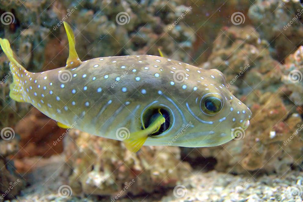 Puffer Fish stock photo. Image of finned, colour, sponges - 10725954