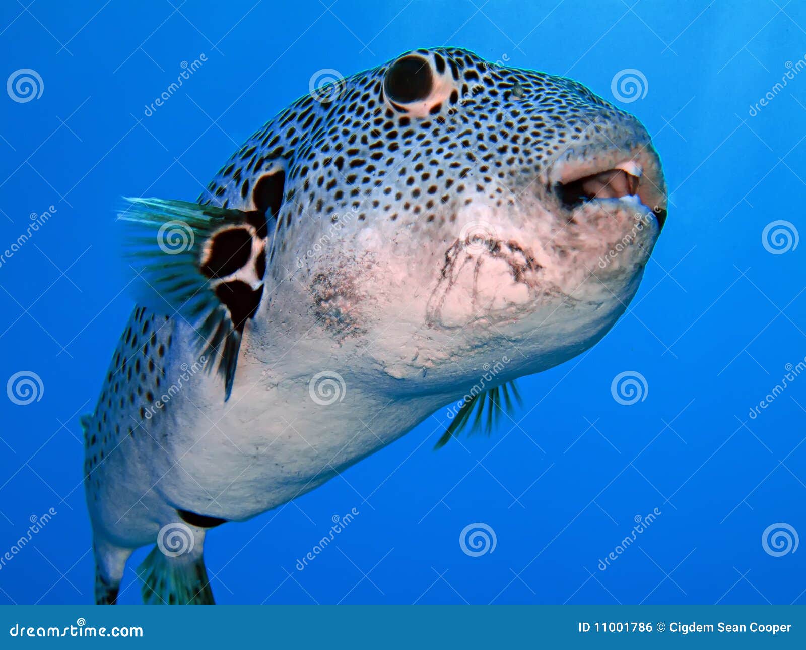 Puffer Fish stock photo. Image of egypt, blue, sinai - 11001786