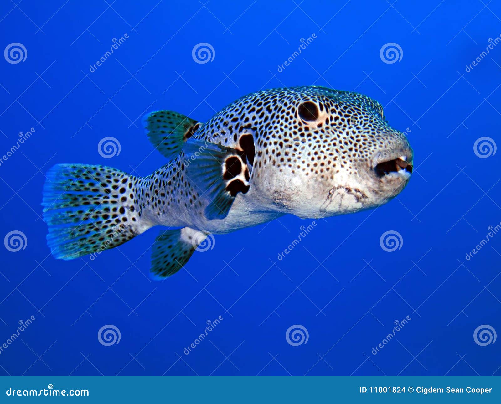 Puffer Fish stock photo. Image of aquatic, tropical, poisonous - 11001824