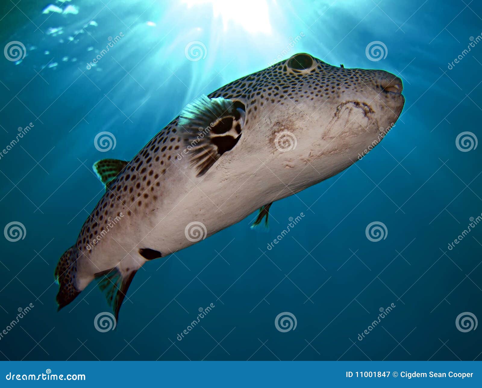 Puffer Fish stock image. Image of arothron, reef, pufferfish - 11001847