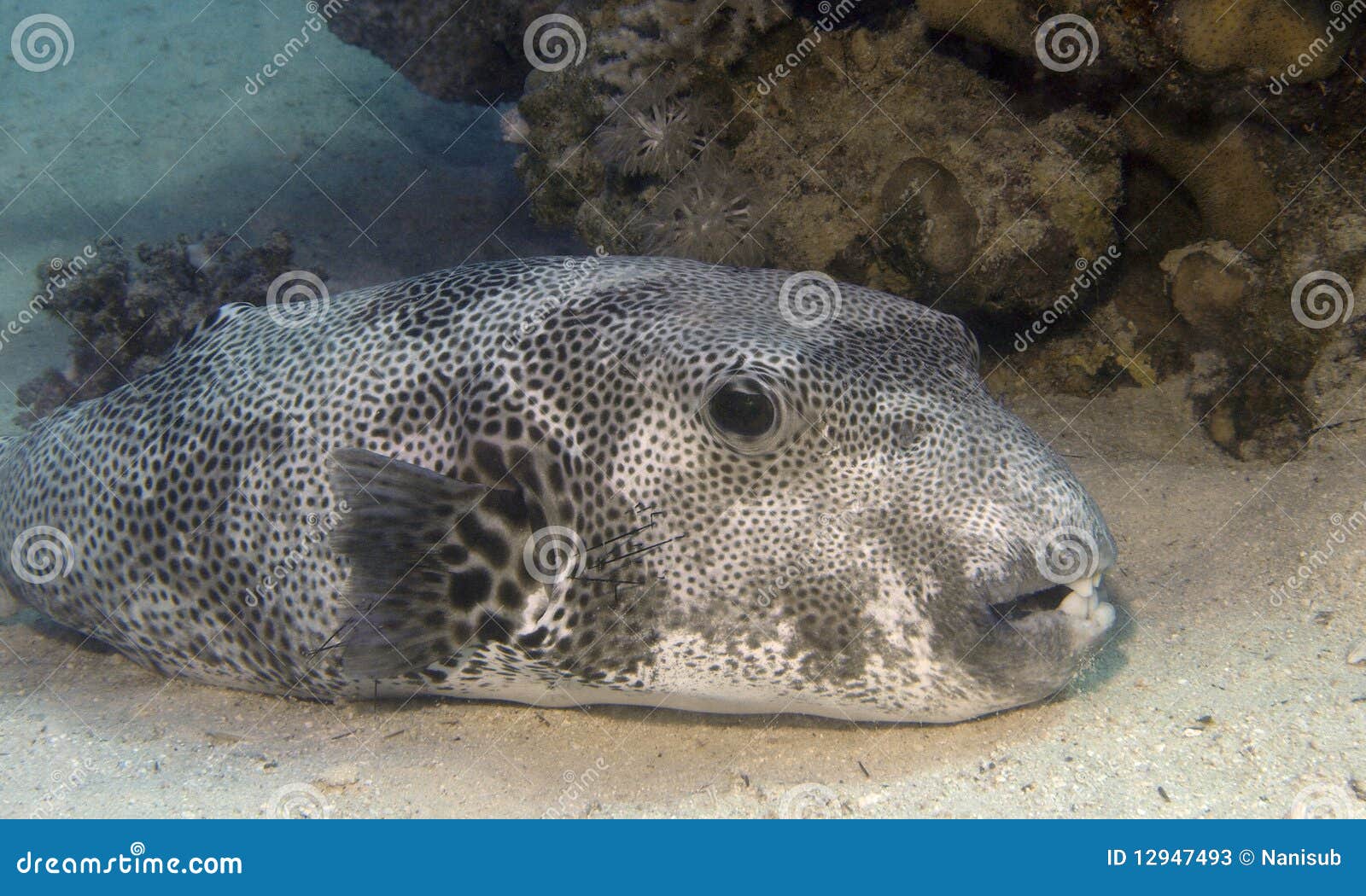 Puffer fish stock image. Image of surface, puffer, fish - 12947493