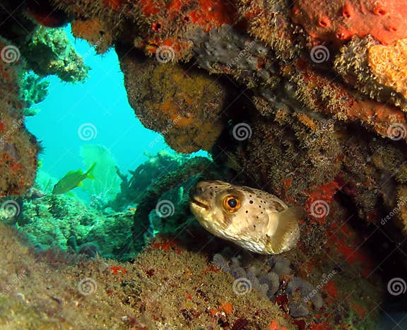 Puffer Fish stock image. Image of light, brain, nature - 15104249