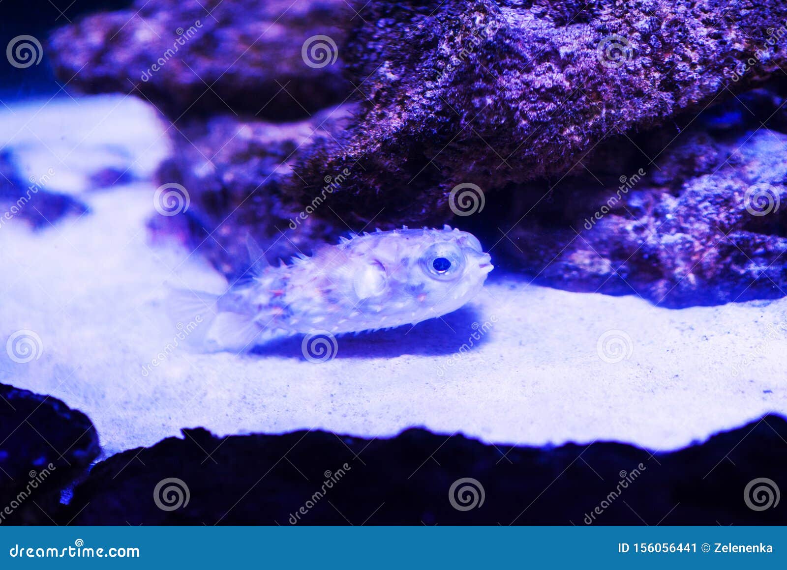 Puffer fish stock image. Image of blowfish, prickly - 156056441