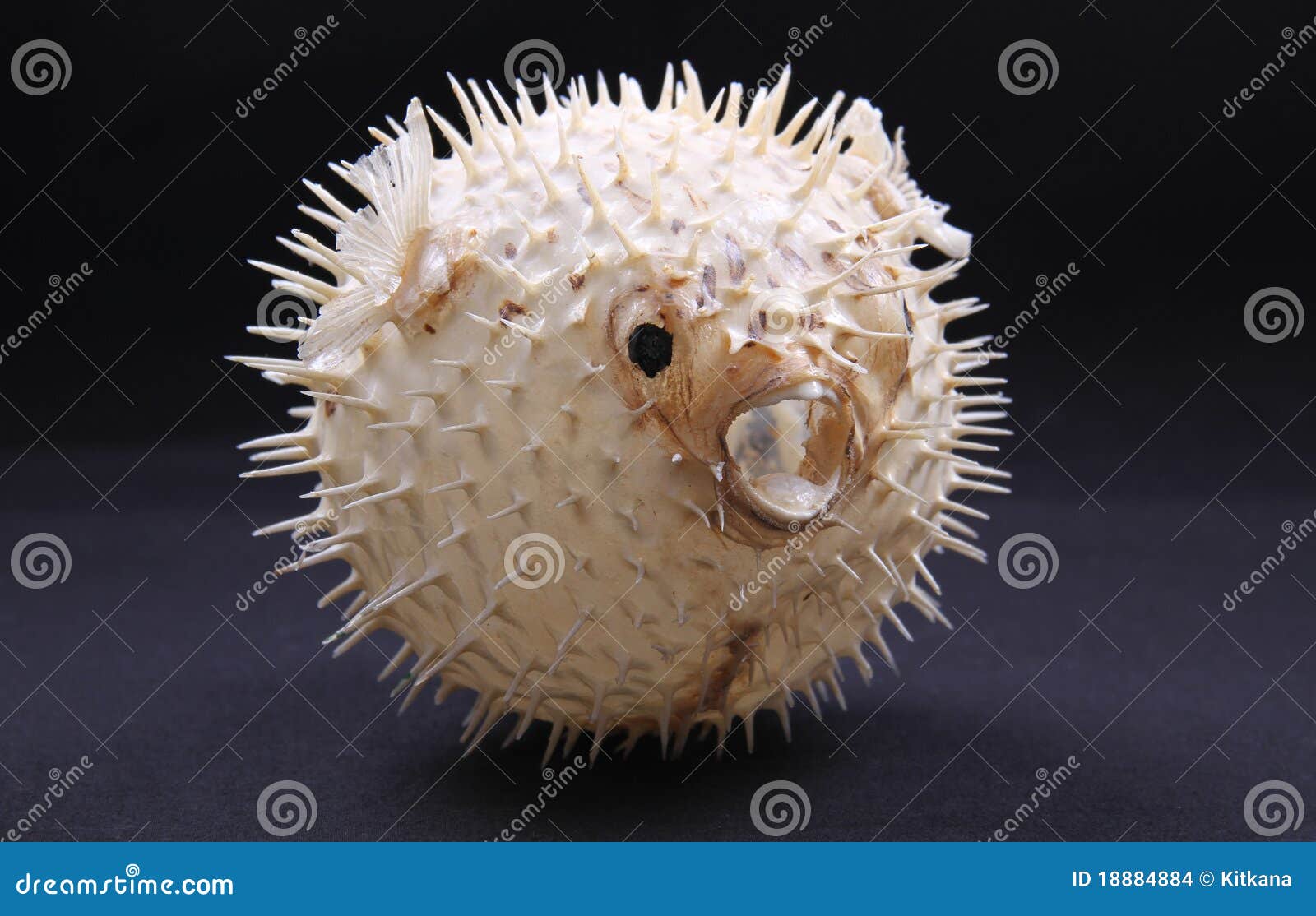 Puffer fish stock photo. Image of animal, white, fins - 18884884