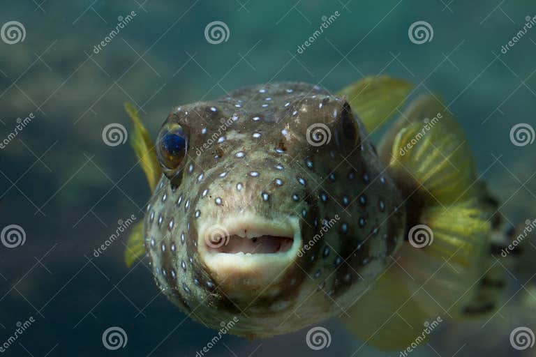 Puffer Fish stock photo. Image of hawaii, mouth, pufferfish - 24469408
