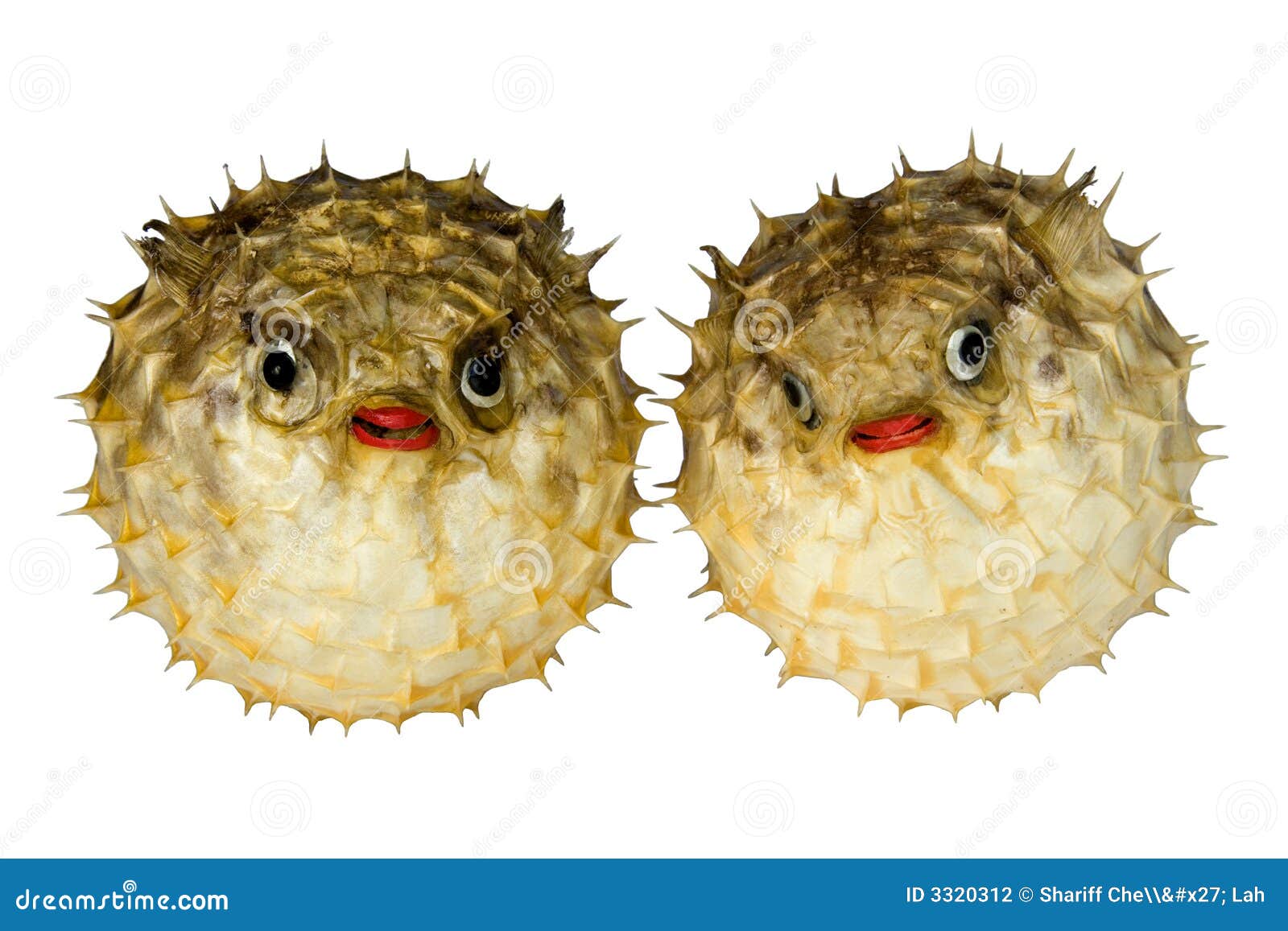 Puffer Fish stock photo. Image of seafood, tropical, reef - 3320312