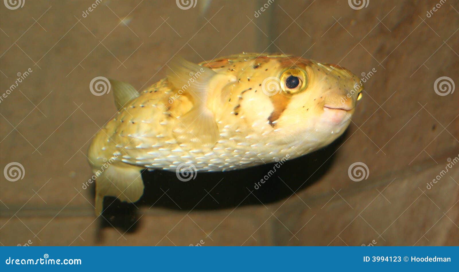 Puffer fish stock image. Image of tail, fins, smile, fish - 3994123