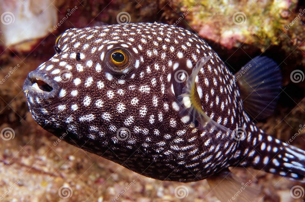 Puffer Fish stock image. Image of scuba, close, ocean, reef - 457333