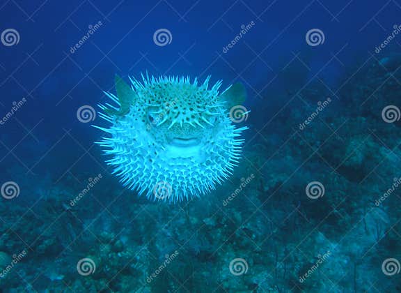 Puffer Fish stock image. Image of puffed, spines, spikes - 4988021