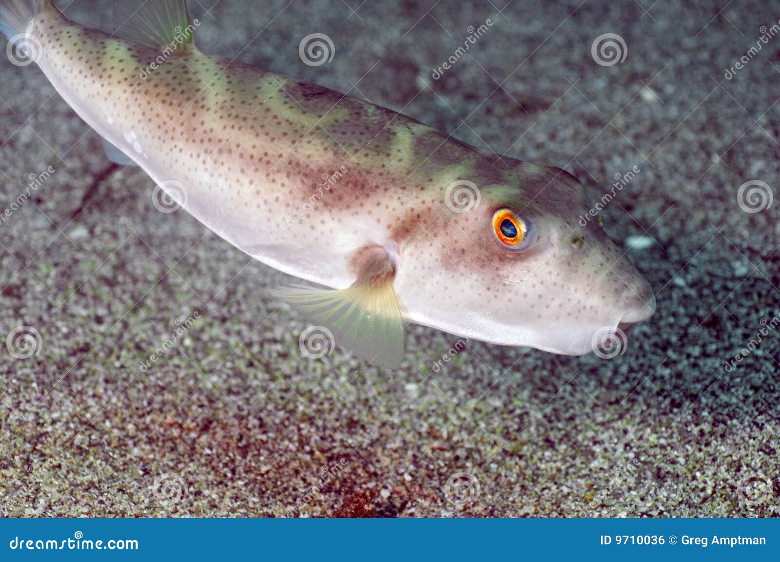 Puffer Fish stock photo. Image of nature, close, cortez - 9710036