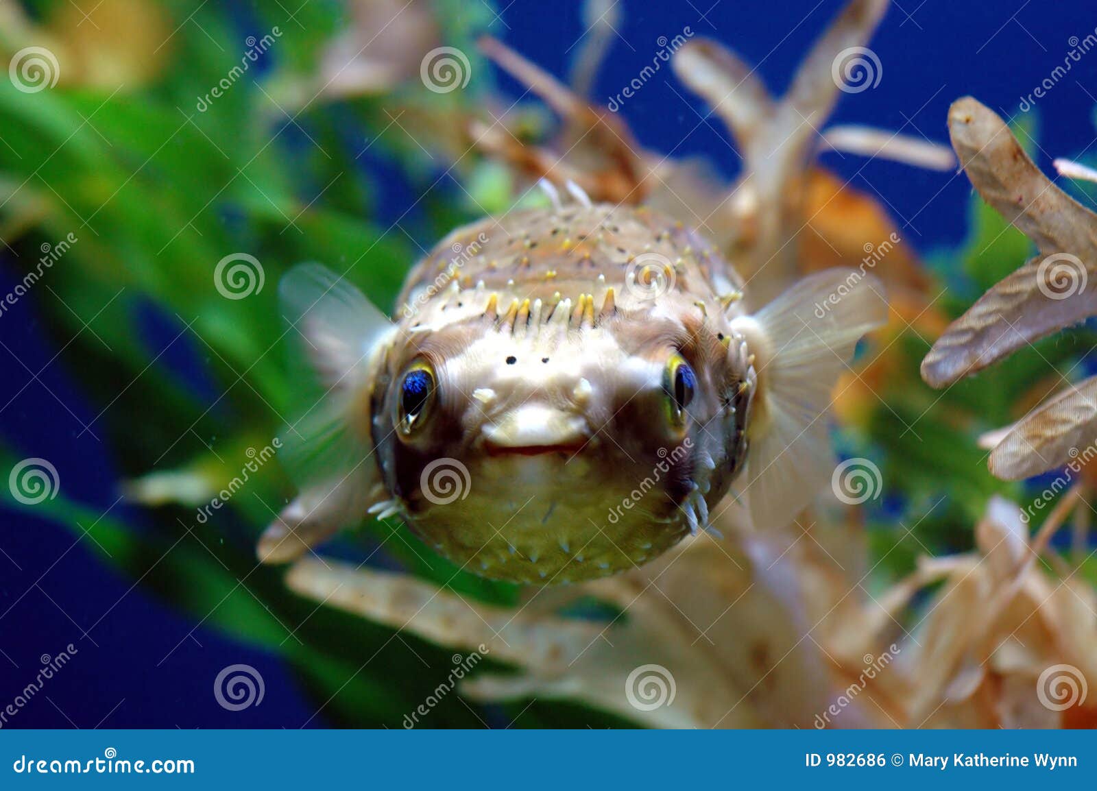 Puffer fish stock photo. Image of marine, pufferfish, spikey - 982686
