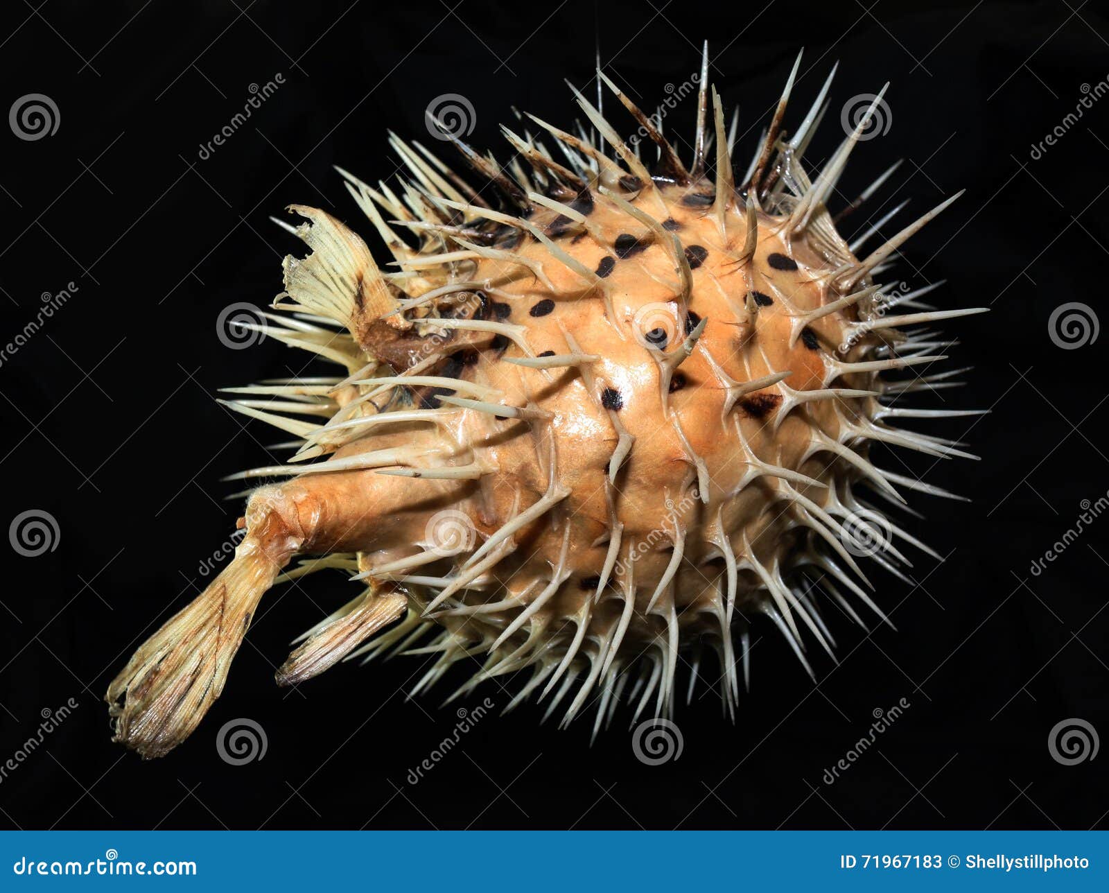 Puffed Up Puffer Fish Royalty-Free Stock Photo | CartoonDealer.com ...