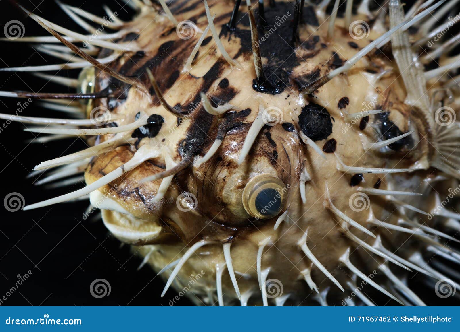 Puffed Up Puffer Fish Royalty-Free Stock Photo | CartoonDealer.com ...