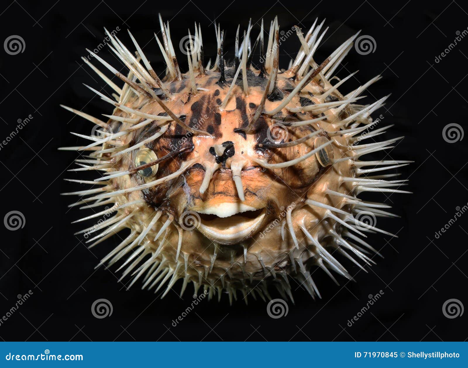 Puffed Up Puffer Fish Royalty-Free Stock Photo | CartoonDealer.com ...