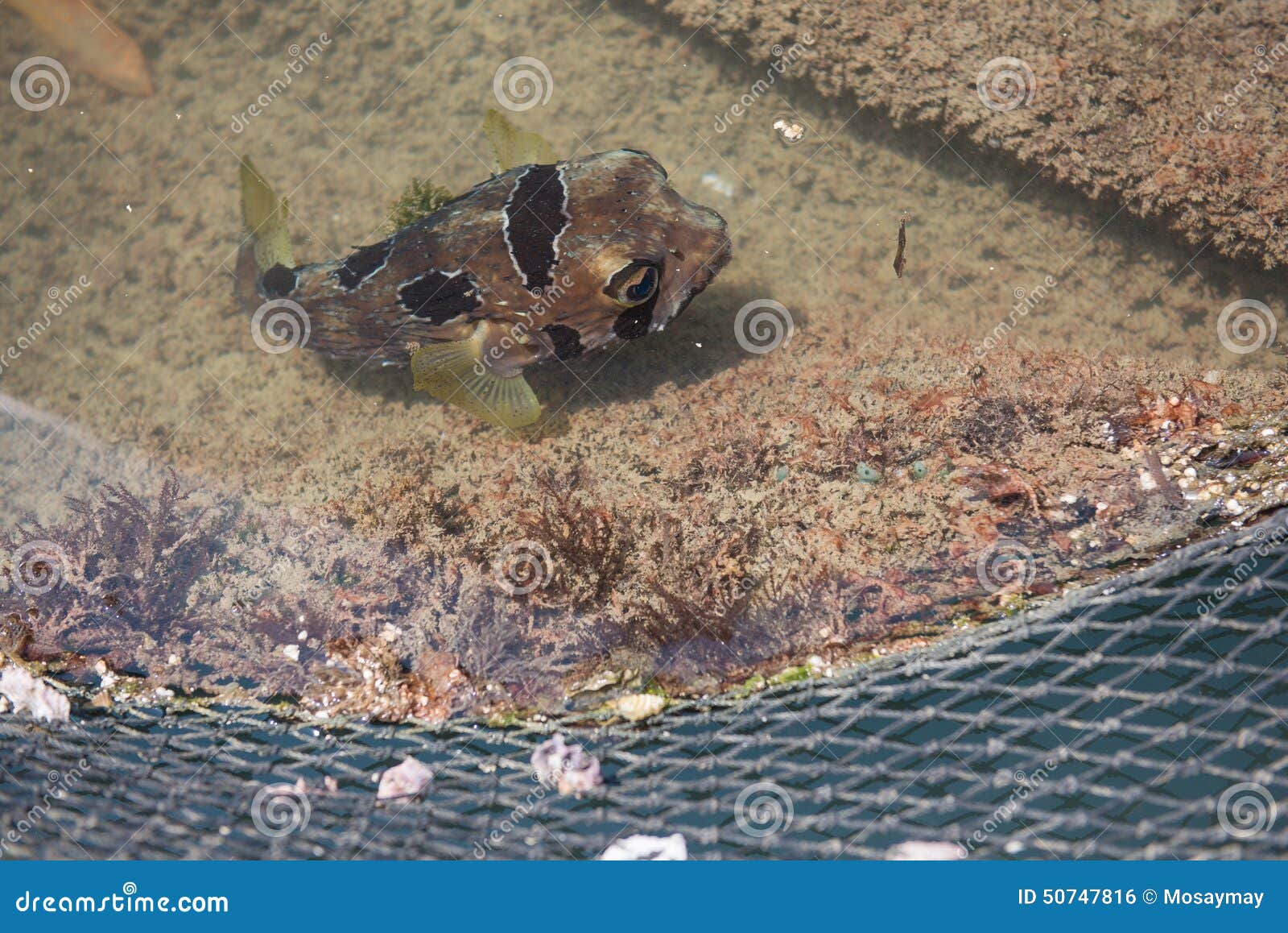 Puffer fish in cages stock photo. Image of animal, reef - 50747816