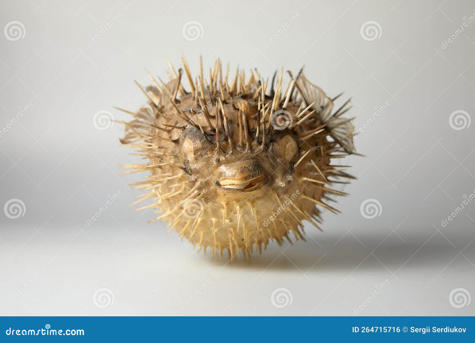 Puffer fish close-up stock photo. Image of animal, puffer - 264715716