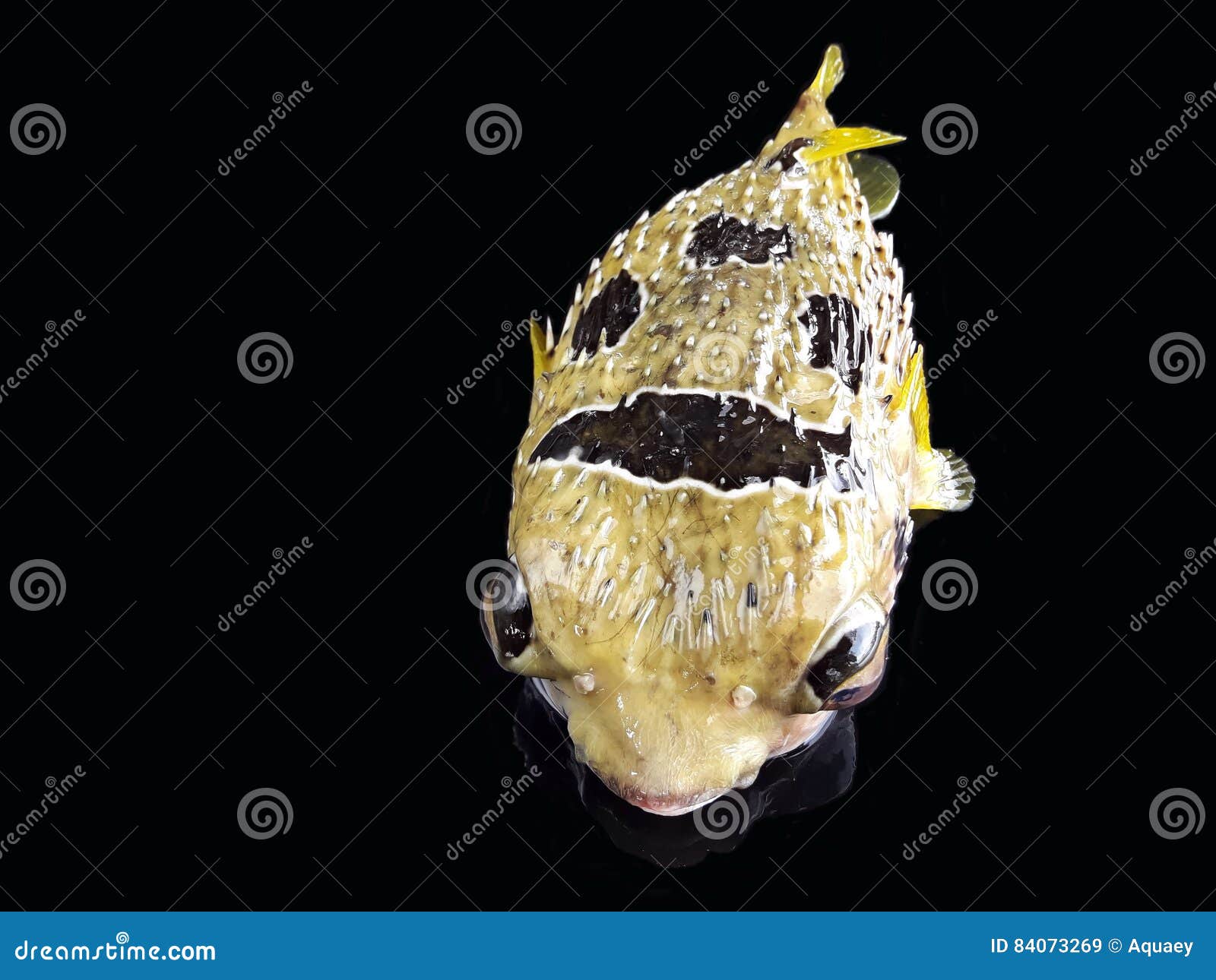 Puffer fish stock image. Image of boat, puffer, fisherman - 84073269