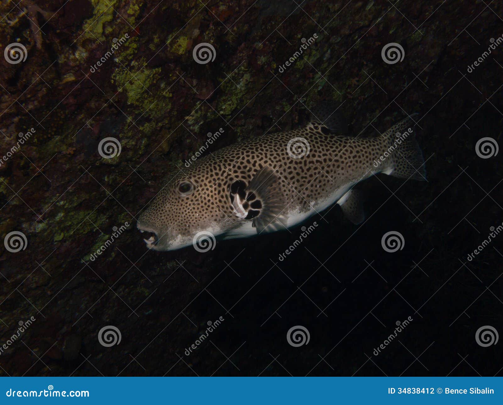 Puffer Fish Hiding in a Shadow Stock Photo - Image of environment ...