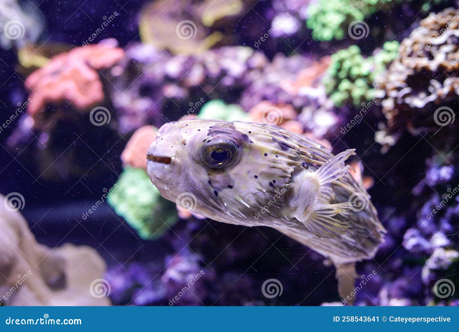 Puffer Fish Inside an Aquarium Stock Image - Image of summer, saltwater ...