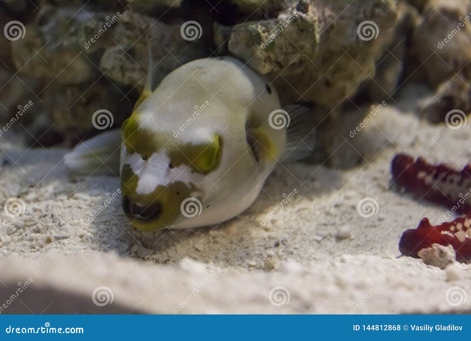 Puffer fish stock photo. Image of tropical, pufferfish - 144812868