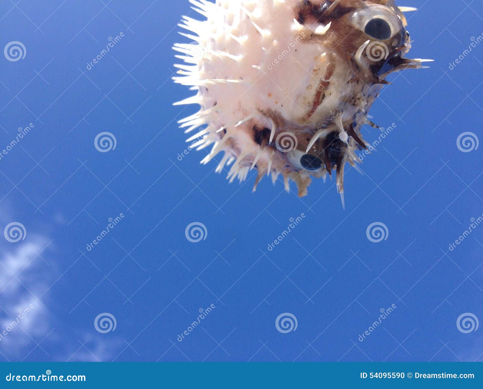 Puffer fish in Mexico stock photo. Image of cabo, water - 54095590