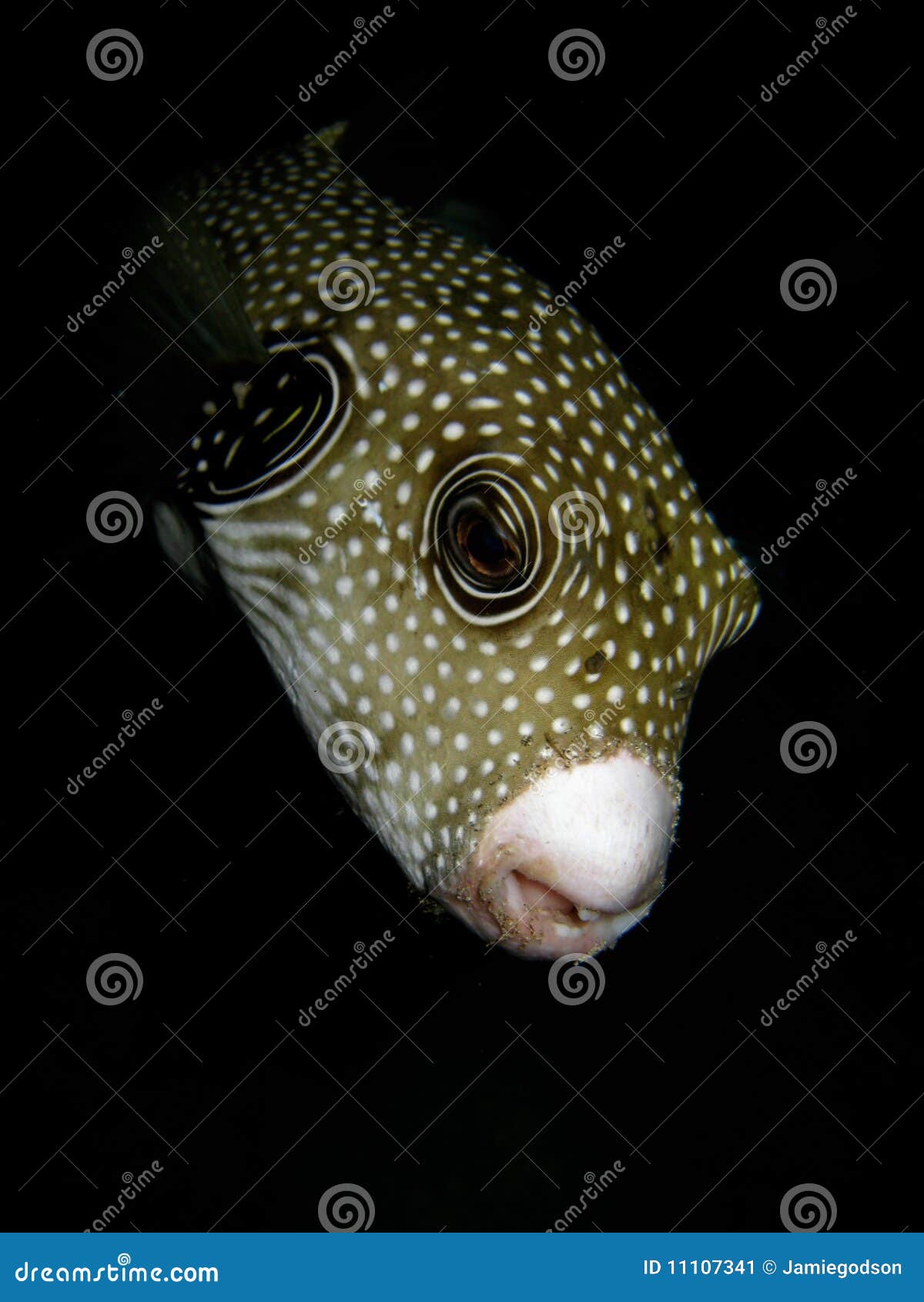 Puffer Fish on a Night Dive Stock Image - Image of mouth, night: 11107341