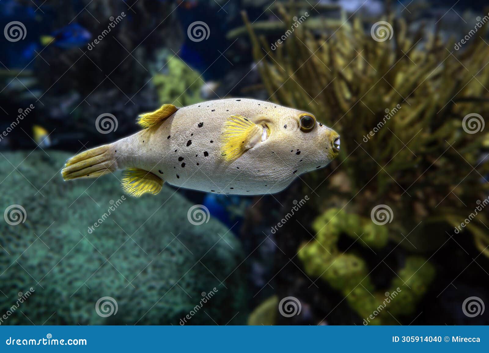 Puffer fish stock photo. Image of golden, reef, aquarium - 305914040