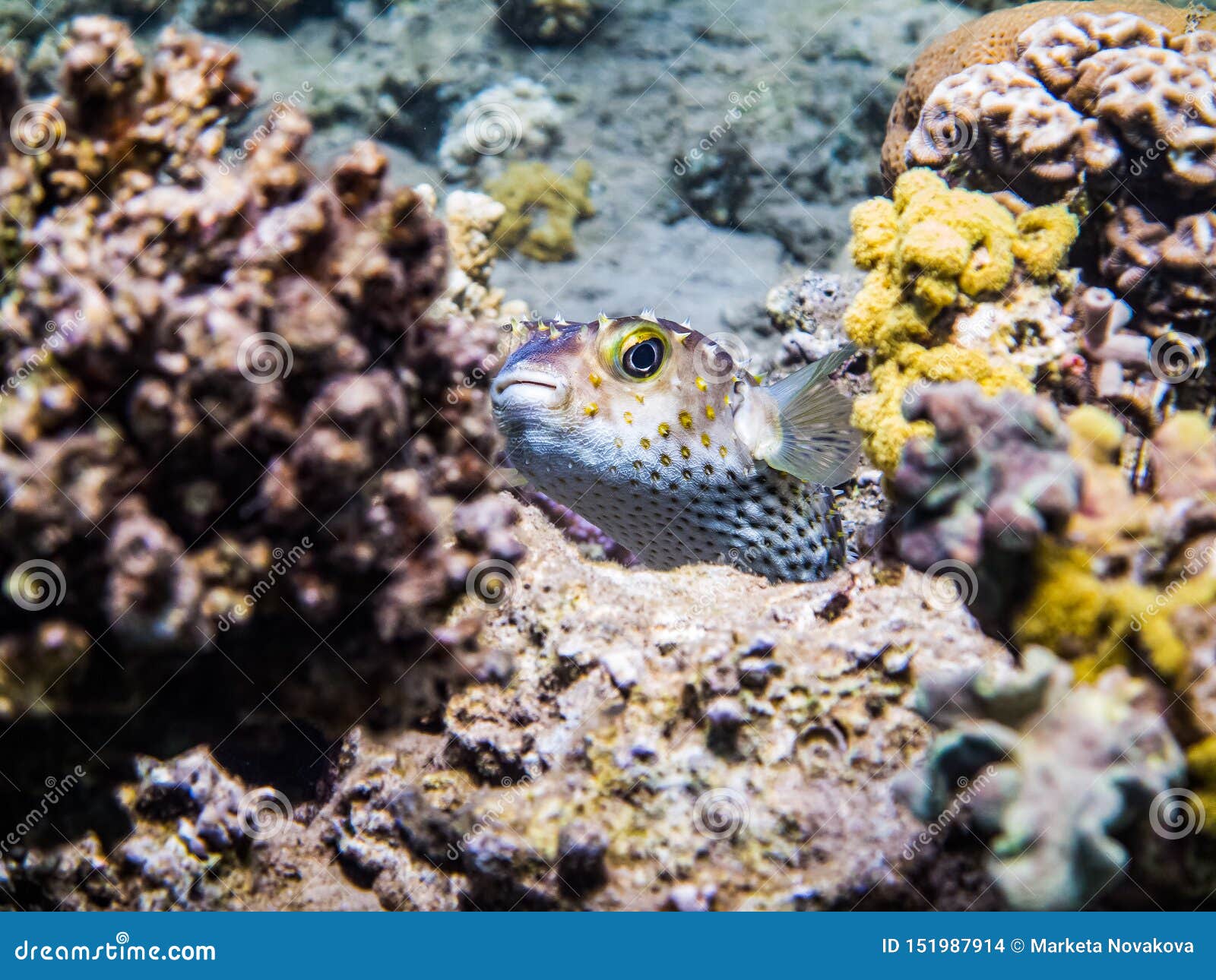 Puffer Fish in Red Sea, Aqaba, Jordan. Stock Photo - Image of swim ...