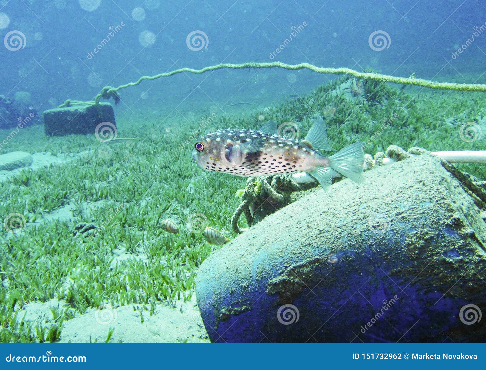 Puffer Fish in Red Sea, Egypt, Dahab Stock Photo - Image of underwater ...