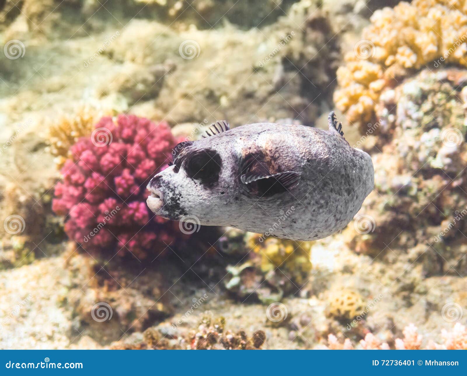 Puffer Fish. Red Sea. Egypt Stock Image - Image of hurghada, aquarium ...