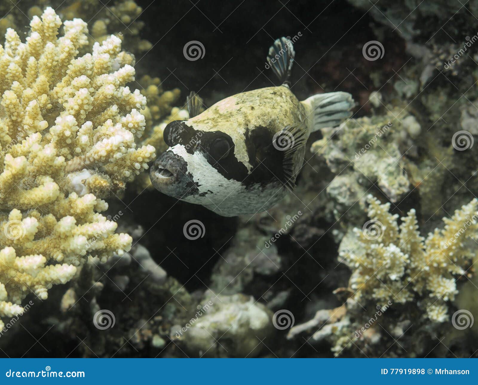 Puffer Fish. Red Sea. Egypt Stock Photo - Image of relax, beauty: 77919898