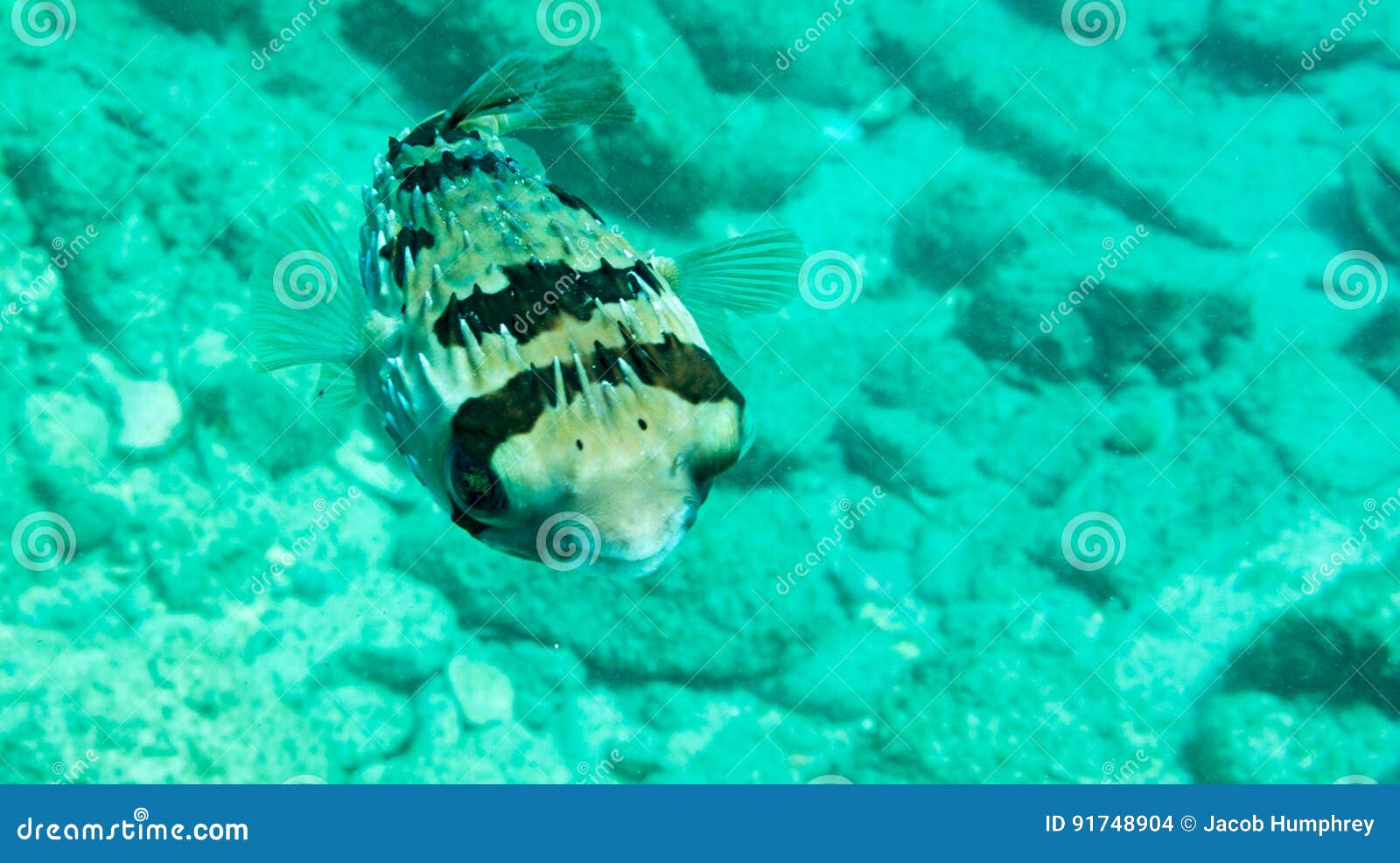 Puffer fish stock photo. Image of pacific, aquarium, reticulated - 91748904