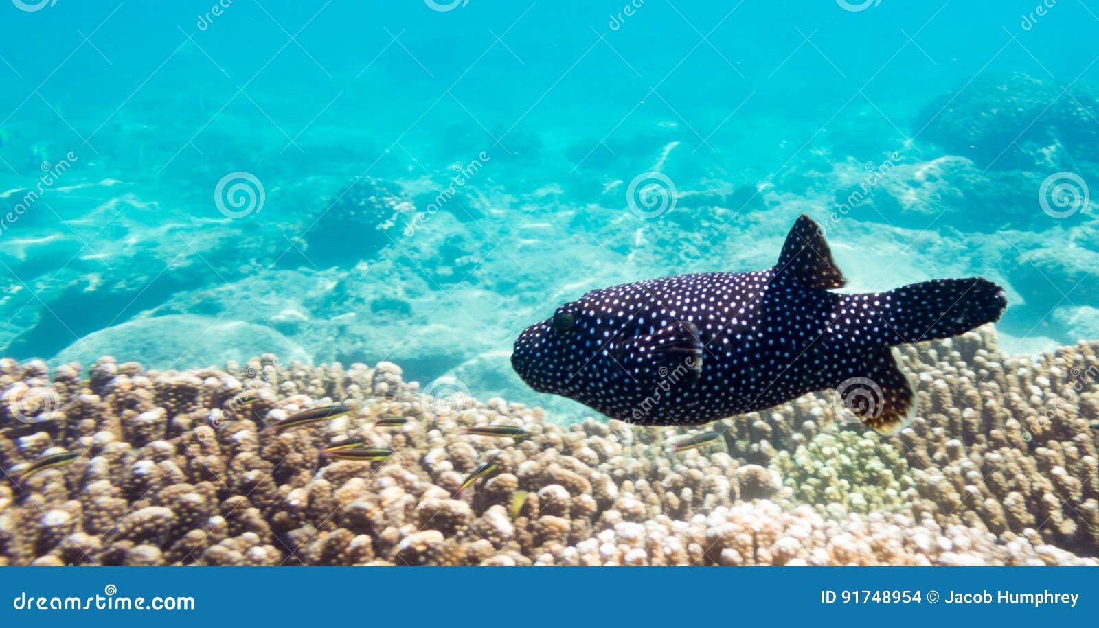 Puffer fish stock photo. Image of ocean, tropical, arothron - 91748954