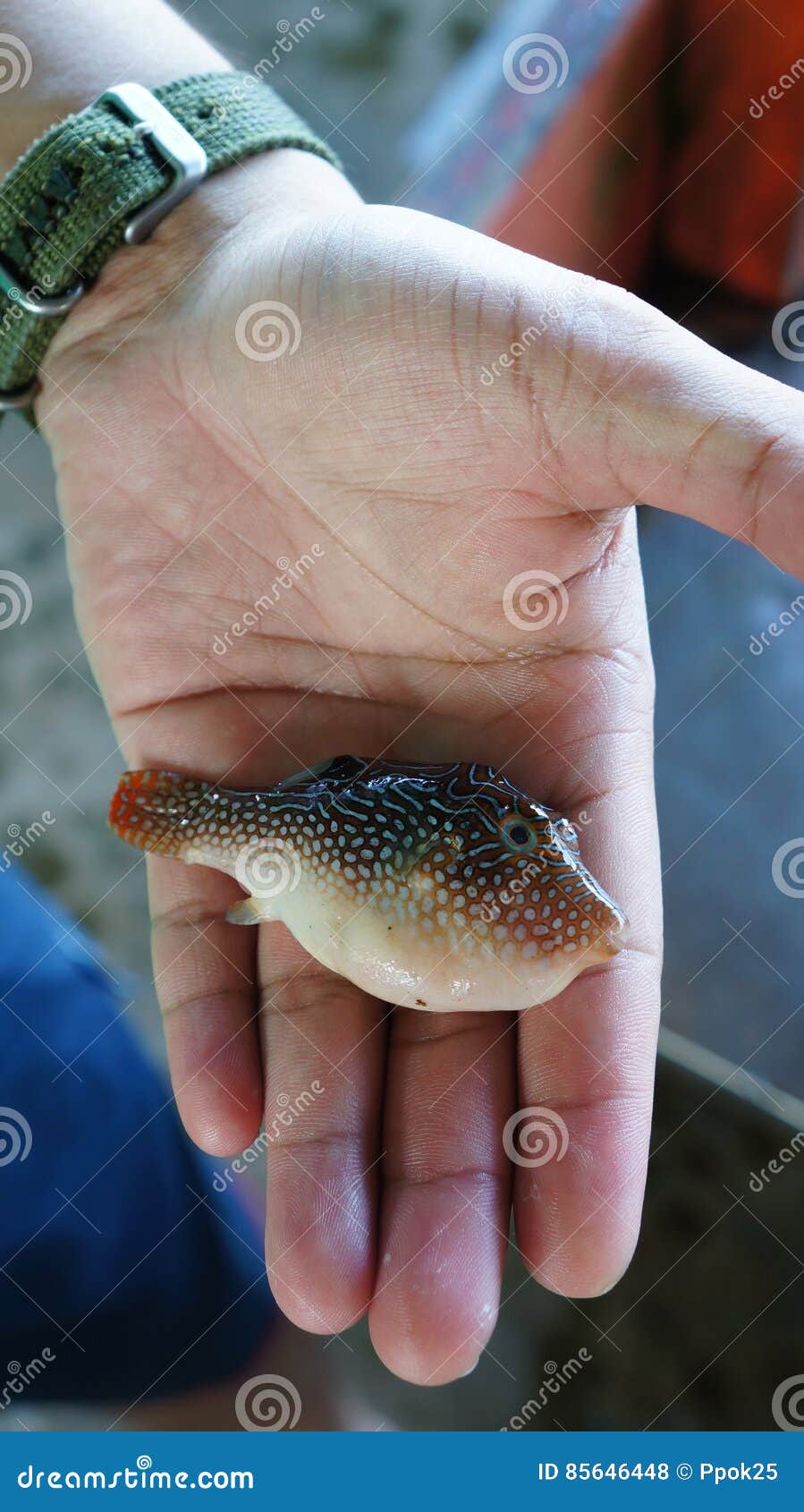Puffer fish stock photo. Image of tetrodotoxin, fish - 85646448