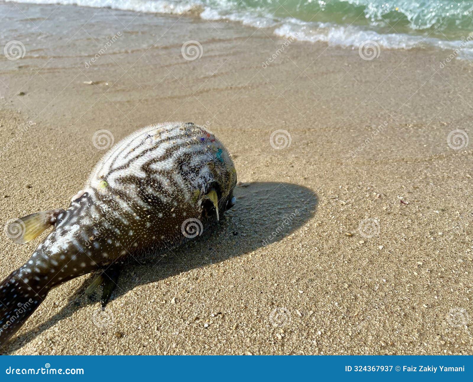 Puffer Fish Stranded on the Tropical Beach Stock Image - Image of life ...