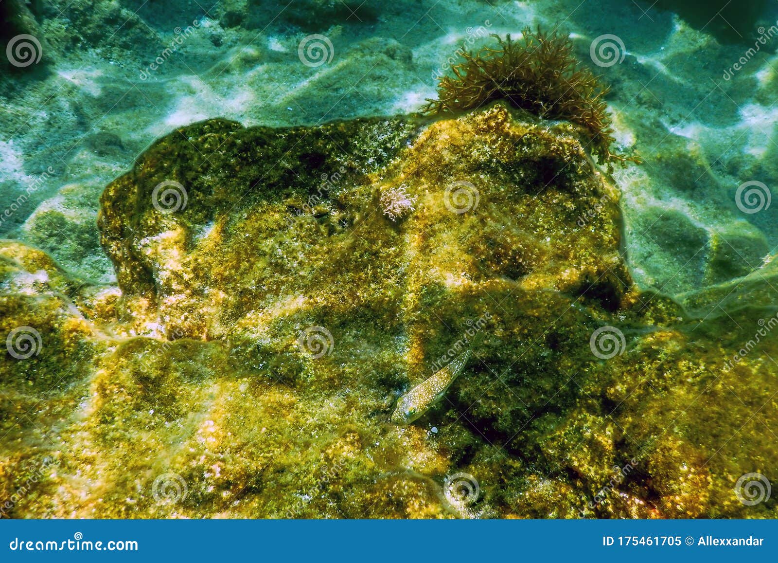 Puffer Fish Swimming Near Reef Underwater Stock Image - Image of ...
