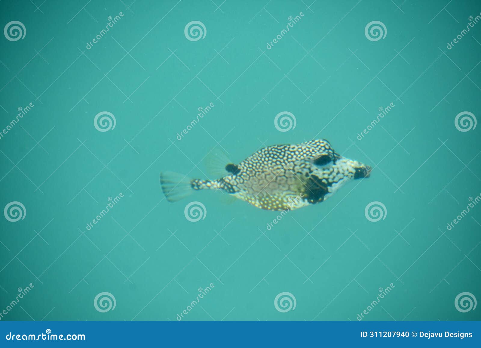 Puffer Fish Swimming Underwater in the Tropics Stock Photo - Image of ...