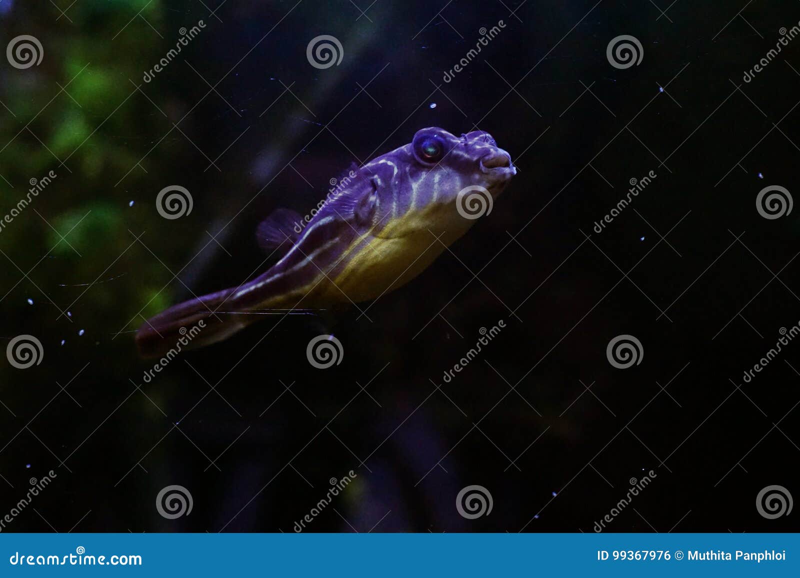 Puffer fish in fish tank stock photo. Image of fishtank - 99367976