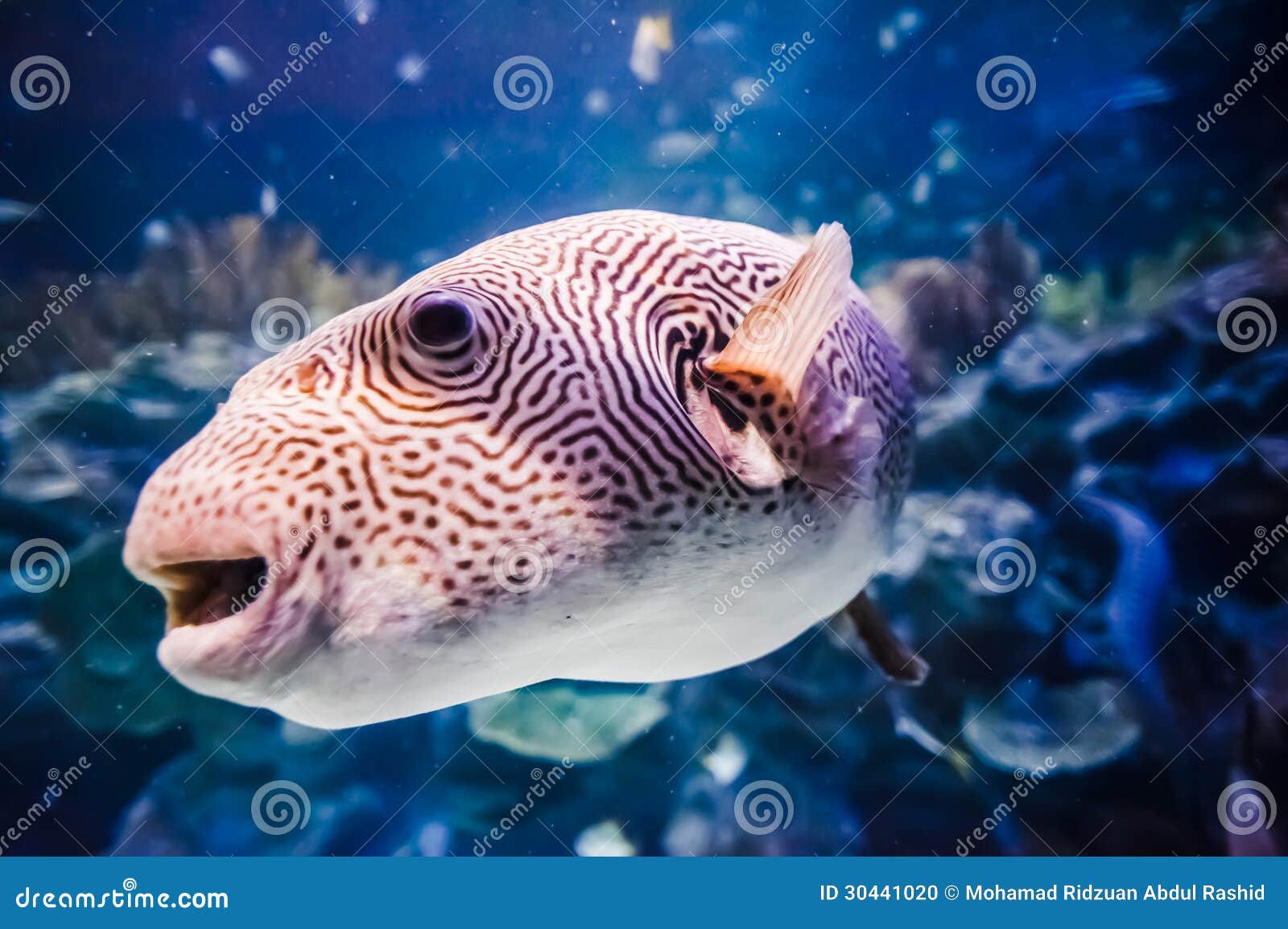 Puffer Fish in Tank stock photo. Image of marine, wildlife - 30441020